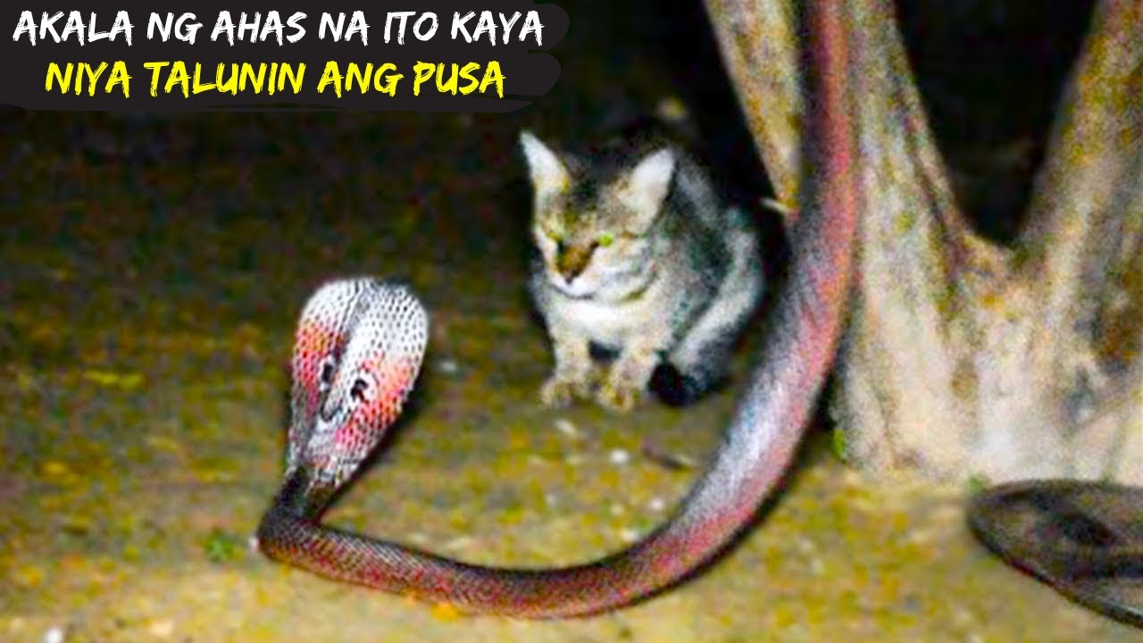 Akala ng Ahas na ito Kaya NIya Ang Pusa / Ahas na Kinalaban Ang Maling ...