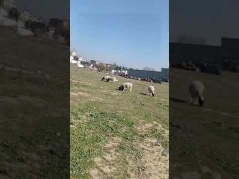 Keskinoglu ORJİNAL DORPER KOYUN çiftliği 0554 406 23 83