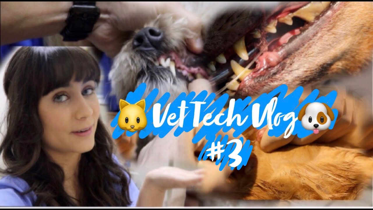Day In The Life Of A Vet Tech｜Vet Tech Vlog #3 - YouTube