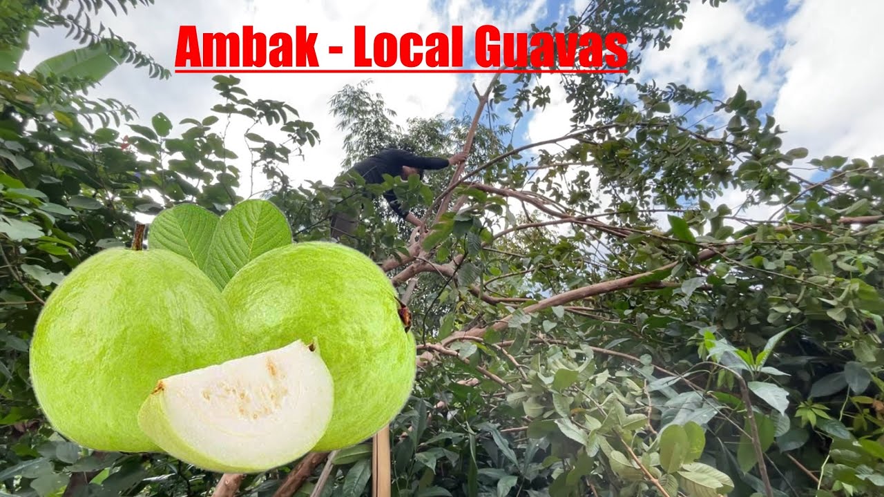 Ambak - Local Guavas || Martam West Sikkim - YouTube