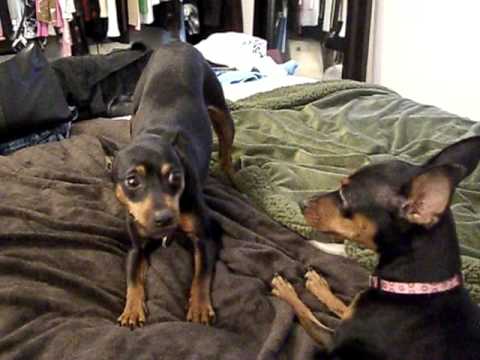 Miniature Pinscher Angry - YouTube