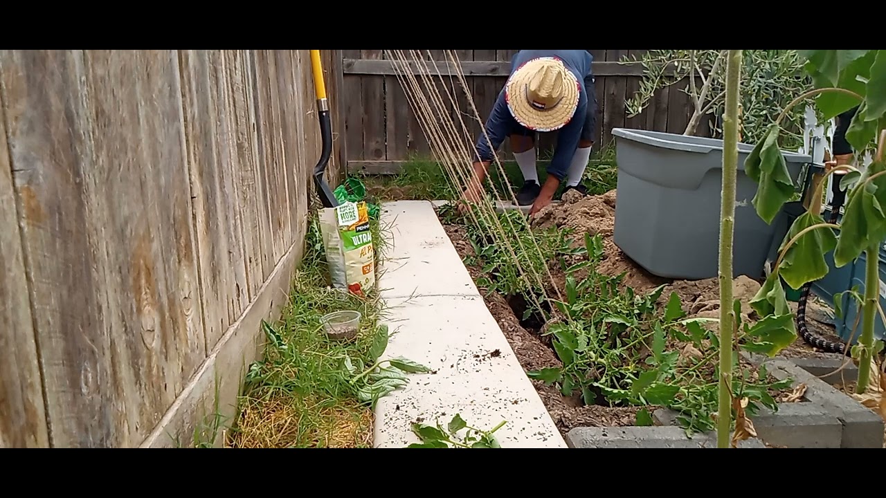 Trench Method on my Cherokee Purple Tomato Plants.. - YouTube