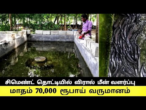 சிமெண்ட் தொட்டி விரால் மீன் வளர்ப்பில் மாதம் 70000 வருமானம் || cement ...