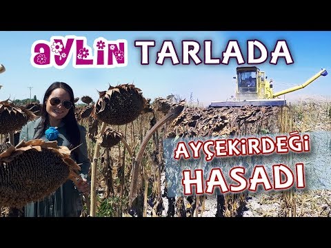 YAĞLIK ÇEKİRDEK HASADI / Ayçiçeği #alisamipalaz