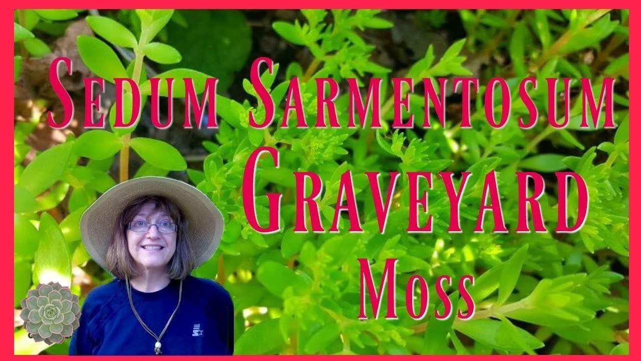 Sedum Sarmentosum - Graveyard Moss - Is It a Garden Thug? - YouTube