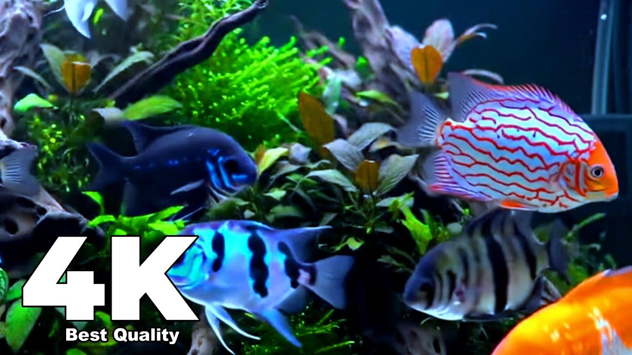 Relaxing Aquarium Ambience | Gentle Fish & Water Sounds to Calm Your ...