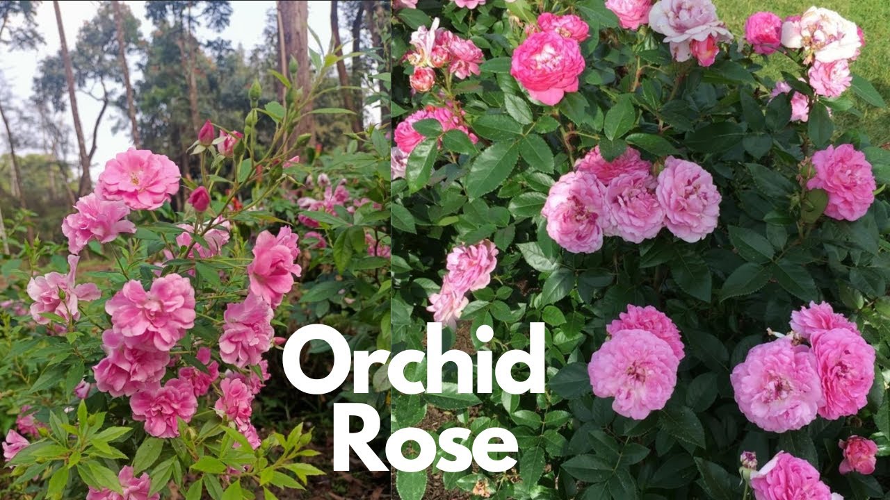 "Orchid Rose Care & Propagation: Secrets to Thriving Blooms!" - YouTube