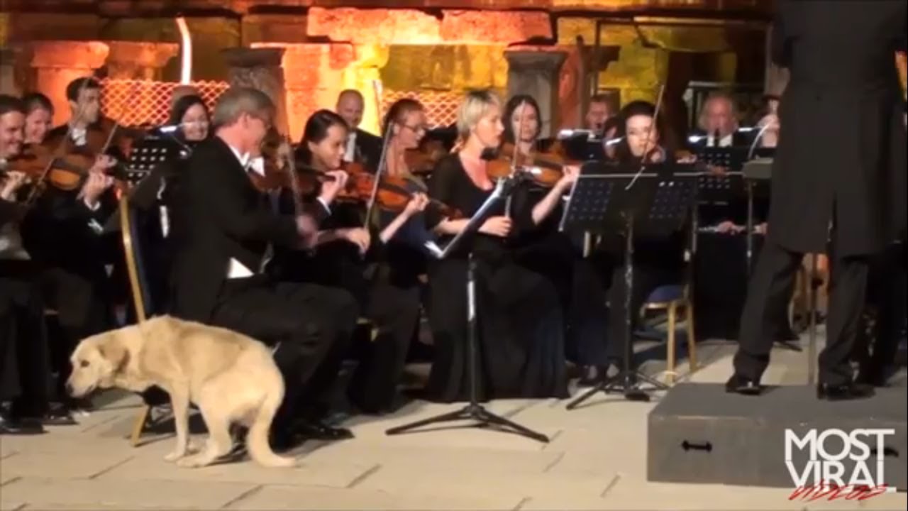 【話題】コンサート中に犬が乱入。犬の行動に思わず笑いが起きる Dog interrupts Orchestra concert - YouTube