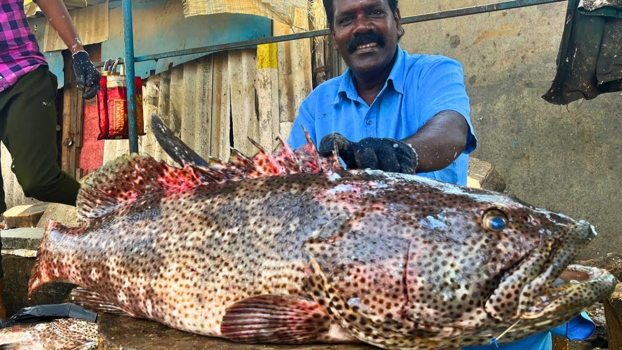 BIG GROUPER KALAVAN FISH CUTTING BY SMILEY SEKAR | HD VIDEO | IN ...