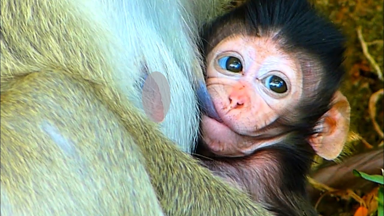 Drink So Fast...Newly Baby Monkey Hungry...Not Wait. Drink Milk Very ...