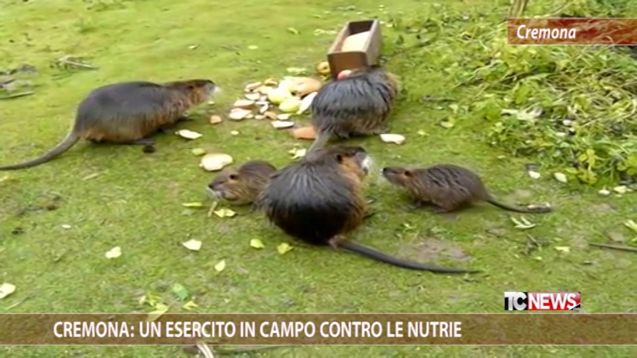 Cremona: un esercito in campo contro le nutrie - YouTube