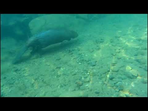 BEAVER UNDER WATER - KOLPA 2021