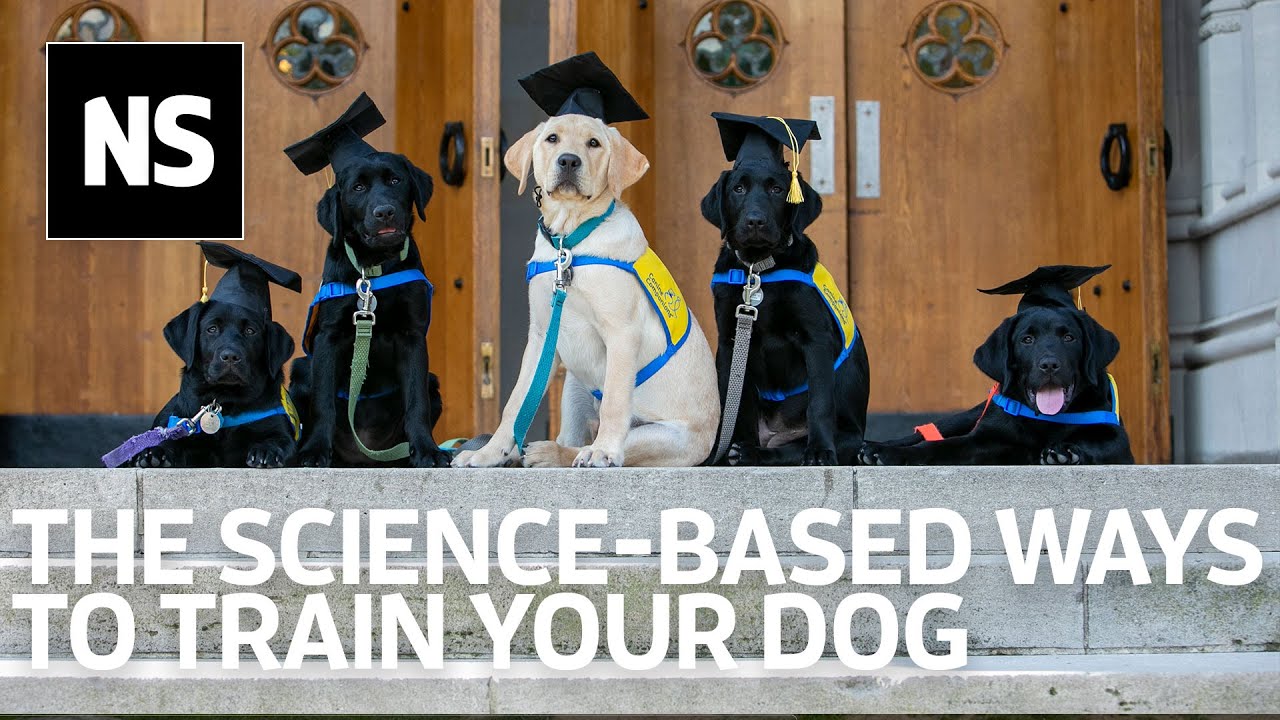 Inside 'Puppy Kindergarten': Science-backed methods for training your ...