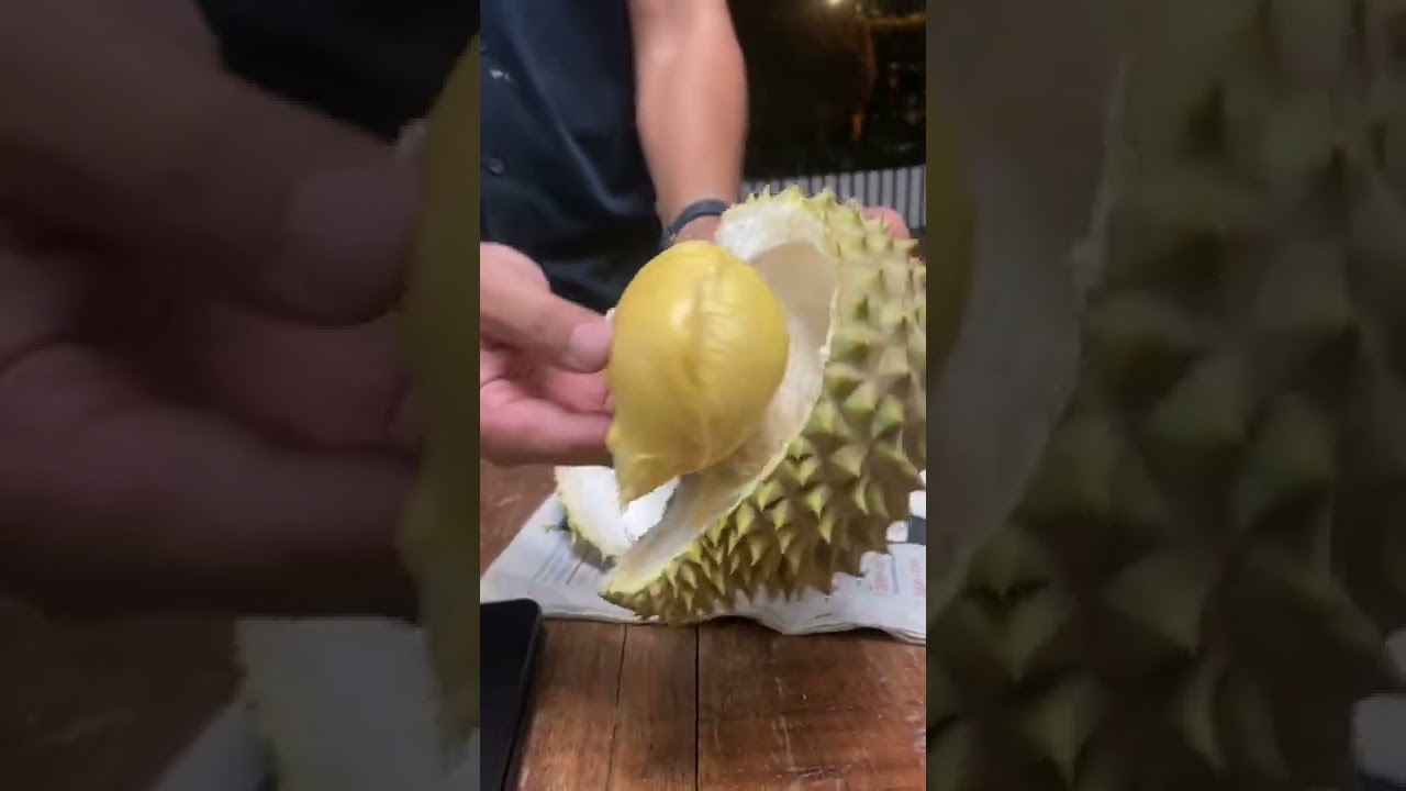 Malaysian Durian D88 harvest - YouTube