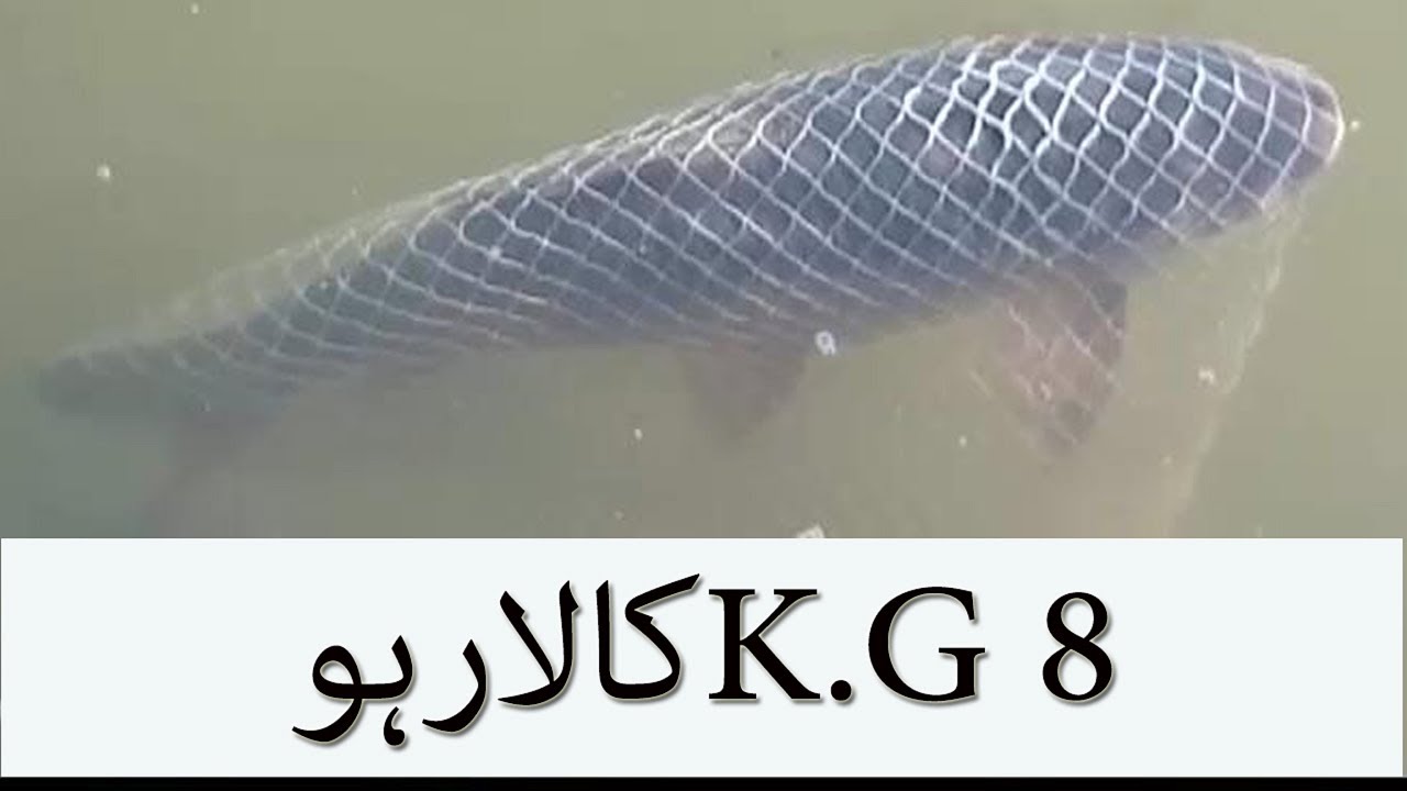 FISHING IN PAKISTAN latest video 2017. 8 KG KALA RAHO. FISHING IN SEA ...