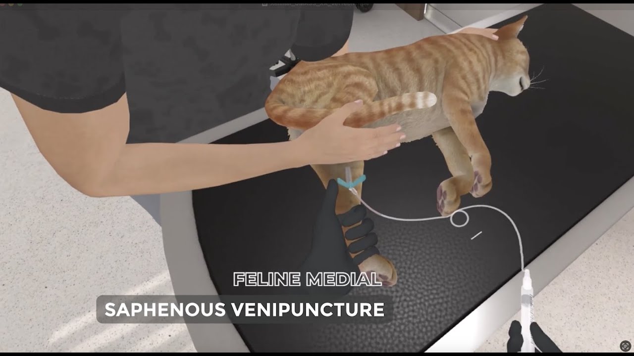 VR Veterinary Technician Simulation Training Program - YouTube