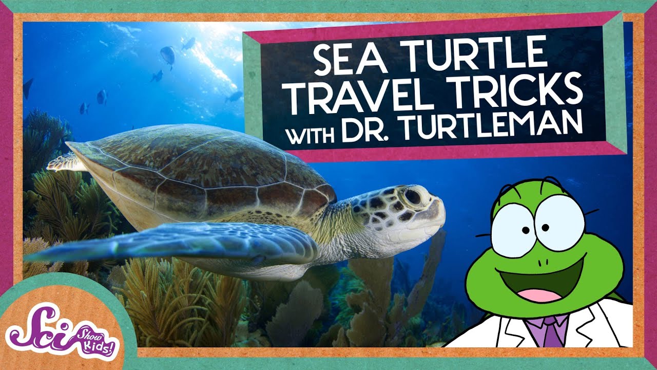 Turtle Travel Tips: How Magnets Can Help Us Navigate | Magnetoreception ...