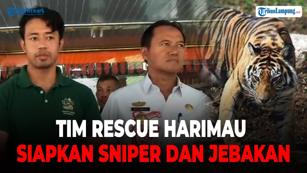 Tim Rescue Harimau Siapkan Sniper dan Jebakan Demi Tangkap Harimau yang ...