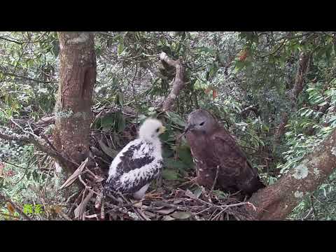 The father honey buzzard brings back a lizard and feeds it to the chick ...