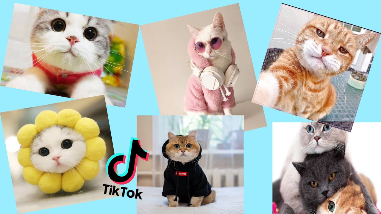 TIKTOK KUCING ‼️ LUCU IMUT GEMAS DAN NGESELIN BIKIN KEPO - YouTube