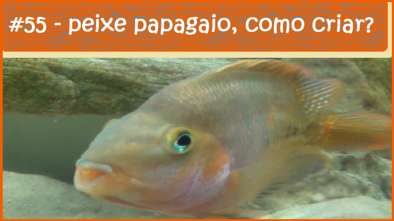 Peixe Papagaio, como cuidar? - YouTube