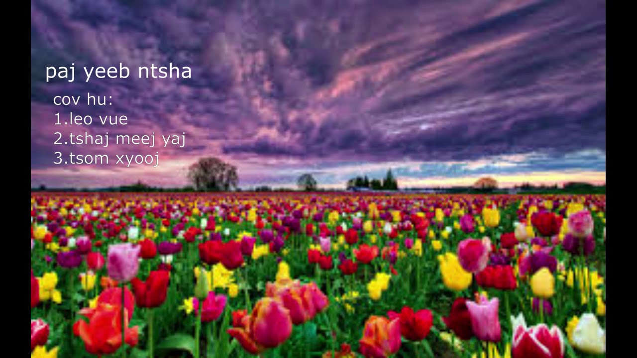 paj yeeb ntsha_tshaj meej yaj_leo Vue_tsom xyooj 3 leeg no tus twg hu ...