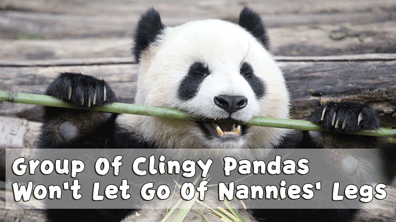 Group Of Clingy Pandas Won't Let Go Of Nannies' Legs | iPanda - YouTube