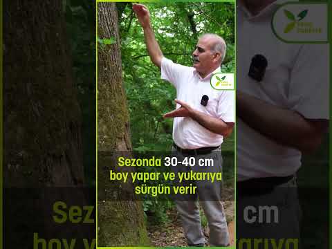 Ağaçların Yaşı Nasıl Hesaplanır?
