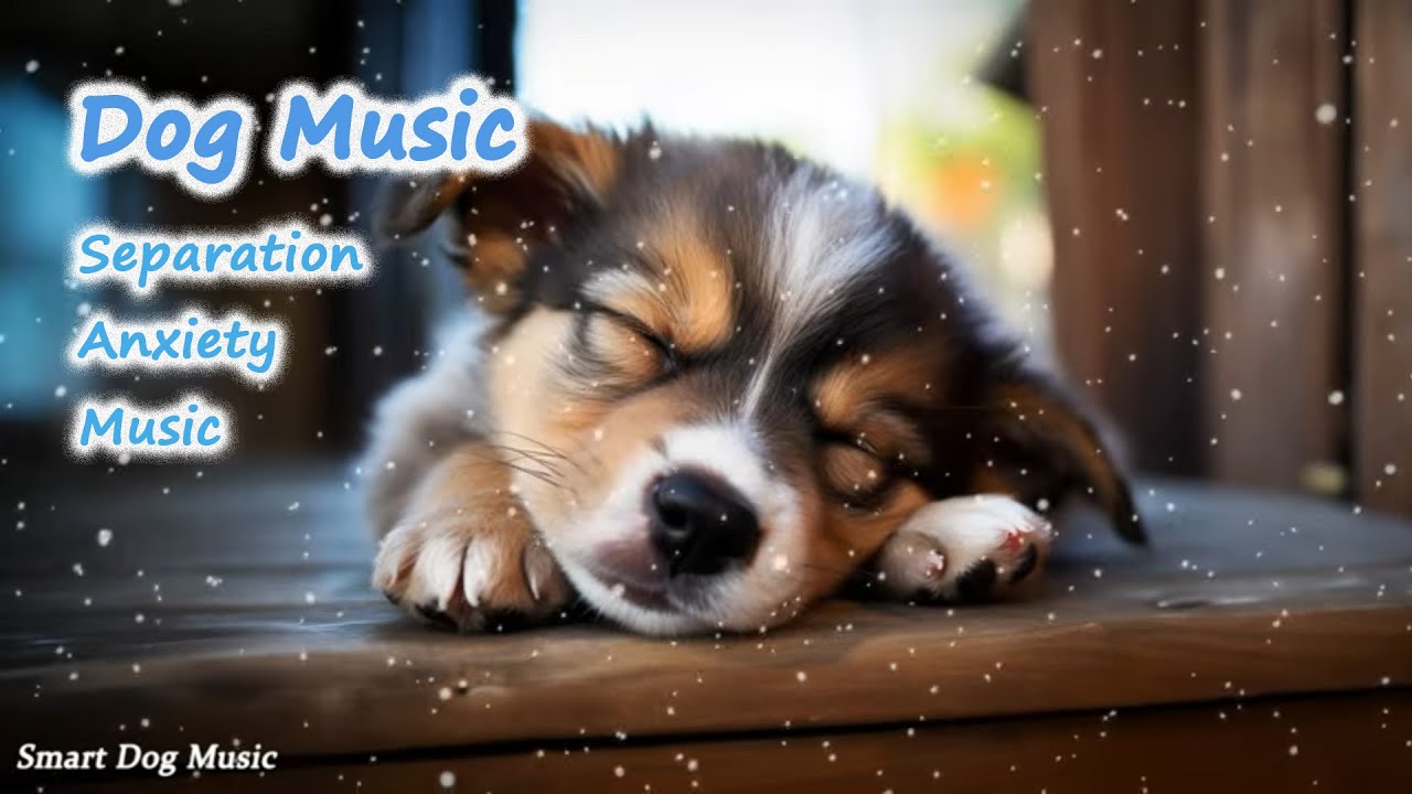 Relaxing music for dogs🐶Stress Relief Music,Relaxation Music🎵Best ...