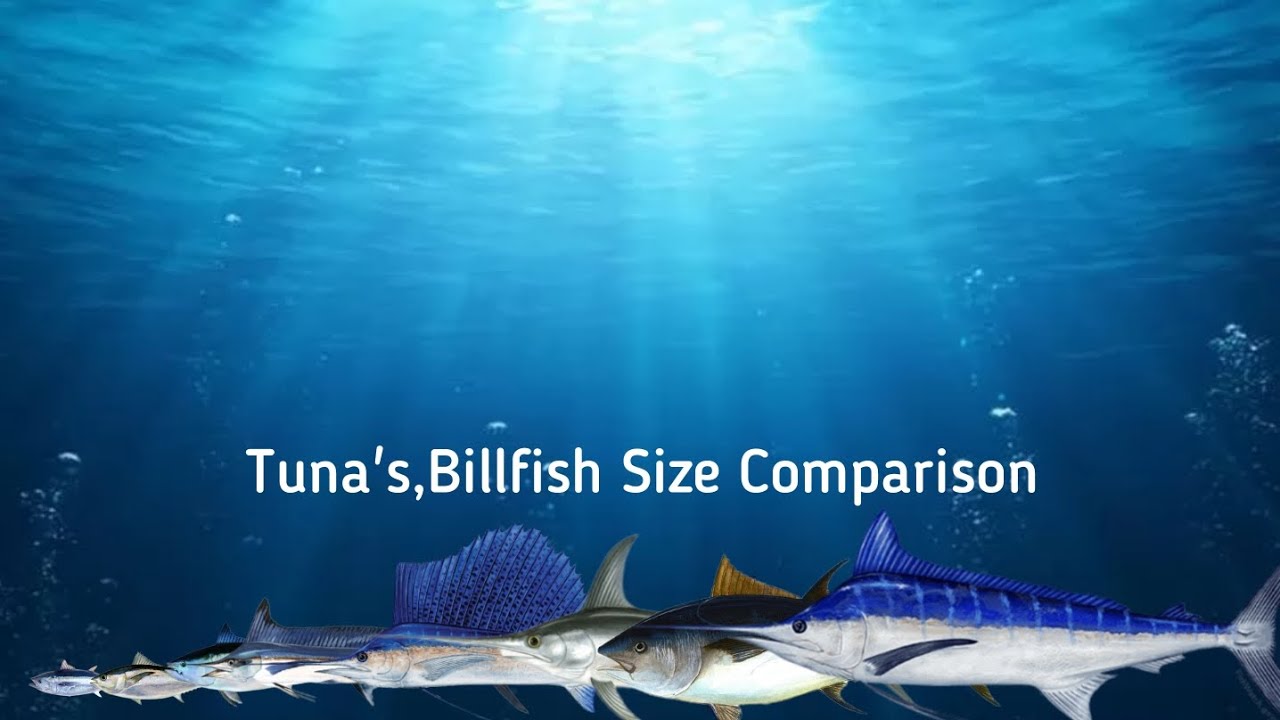 Tuna's,Billfish Size Comparison - YouTube