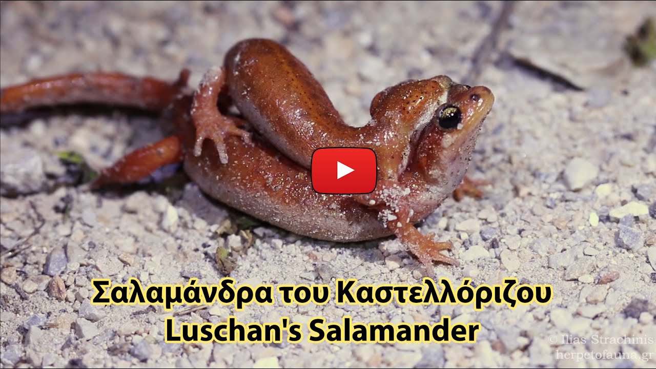 Σαλαμάνδρα του Καστελλόριζου (Νυφίτσα), Lyciasalamandra luschani ...