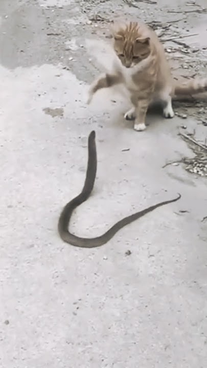 🐍⚔️🐱 "Epic Showdown! Snake vs. Cat – Strategy Wins the Battle! 🔥🎯" 💥👀 - YouTube