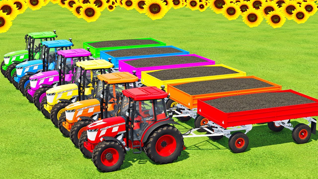 LOAD SUNFLOWERS & TRANSPORT WITH MASSEY FERGUSON TRACTORS - Farming ...