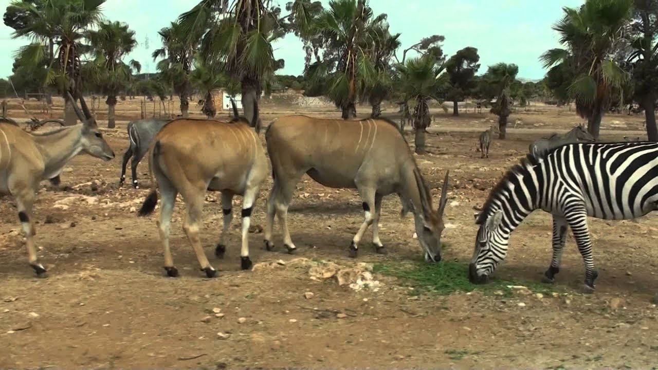 safari zoo Mallorca - YouTube