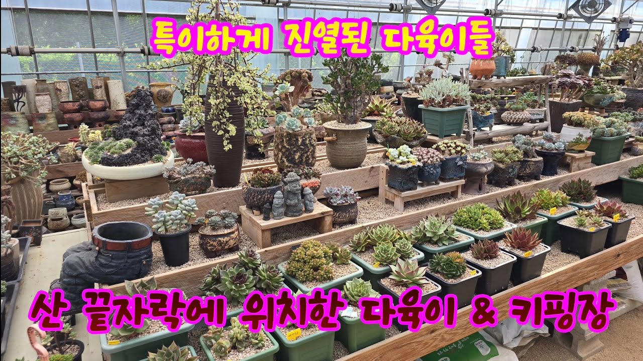 한적한 곳에 위치한 공기좋고 바람좋은 다육이and키핑장 특이한 진열이 눈낄을 끄는 다육이 매장 묵둥이 창 국민이 다육이