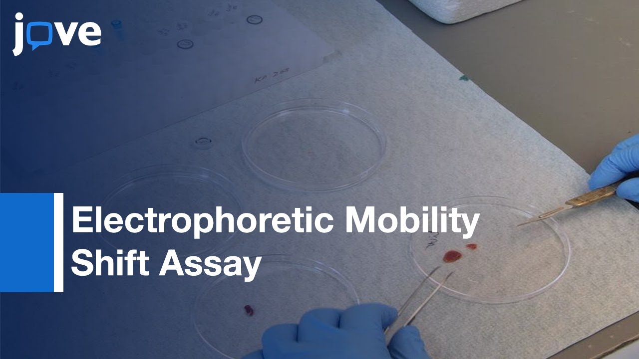 (EMSA): Study of RNA-Protein Interactions: The IRE/IRP Example - YouTube