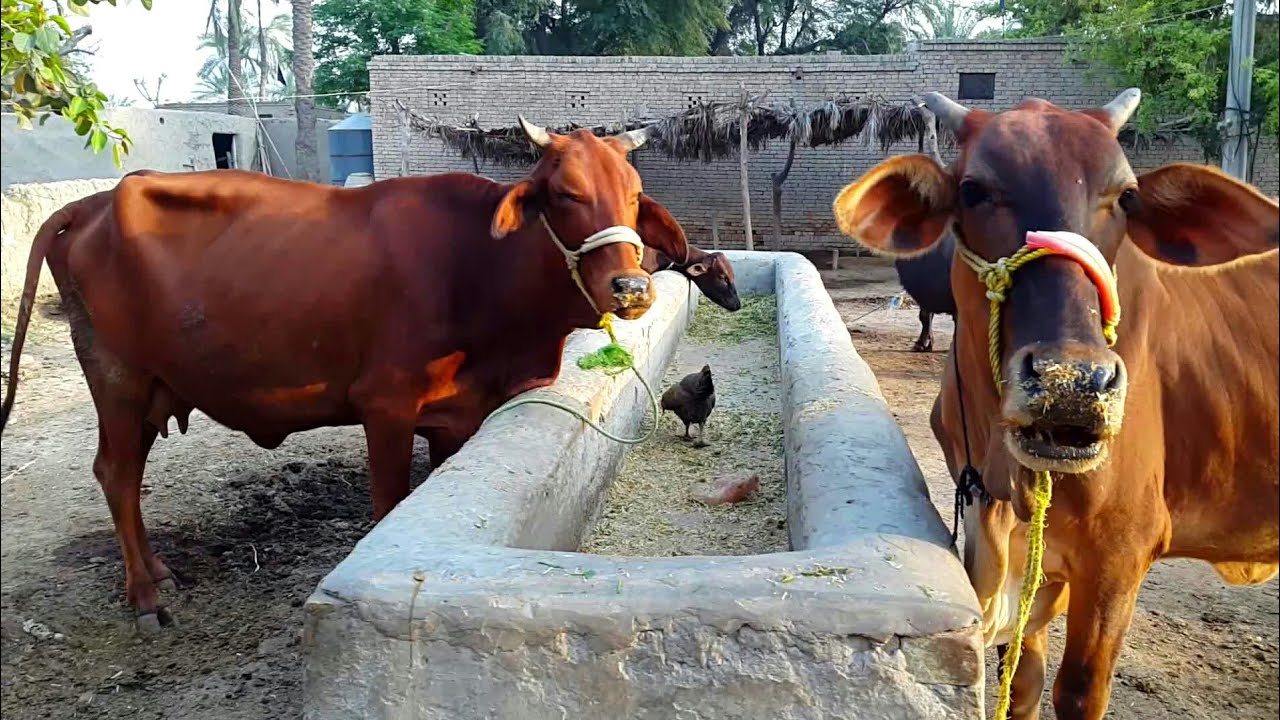 Dairy Farms In Punjab Village Life In Pakistan YouTube dairy-farms-in-punjab-village-life-in-pakistan-youtube