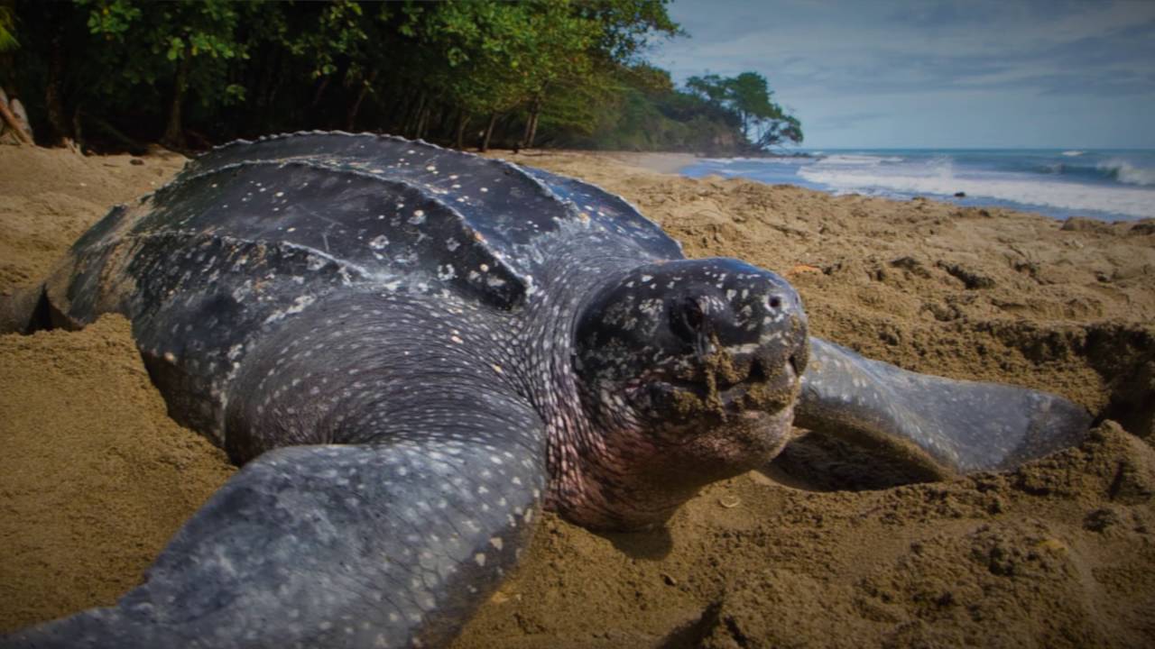 Amigos de las Tortugas Marinas (ATMAR), Maunabo Puerto Rico - YouTube