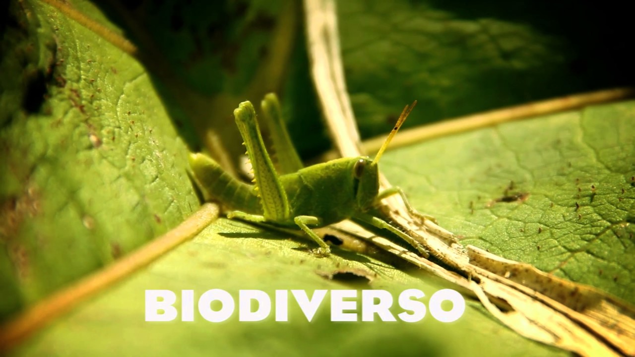 LA VERDE MINIATURA - YouTube