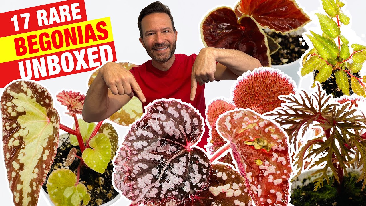 Unboxing 17 rare, unique and stunning Begonias for a greenhouse or ...