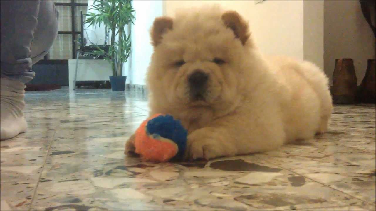 Chow Chow puppy-bebeto - YouTube