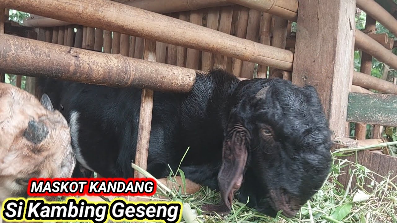 Maskot kandang si kambing geseng - YouTube