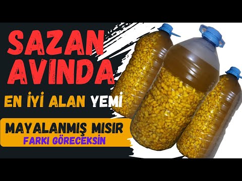 Sazan Avında En İyi Alan Yemi  | Mayalı Mısır Nasıl Yapılır ?