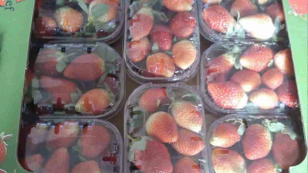fresh strawberry egypt , Egyptian strawberry suppliers, strawberry ...