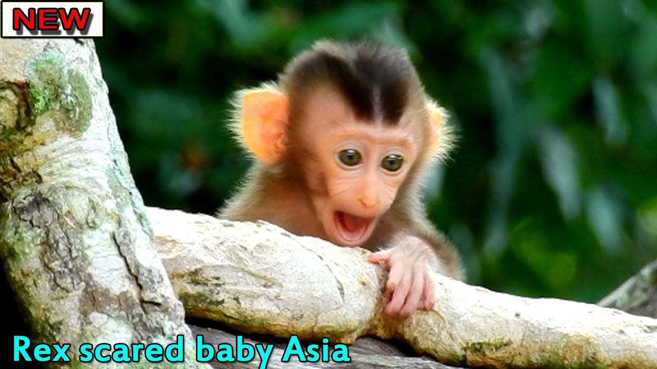 Tiny baby Rex talking and playing with baby Asia so lovely, Rex learn ...