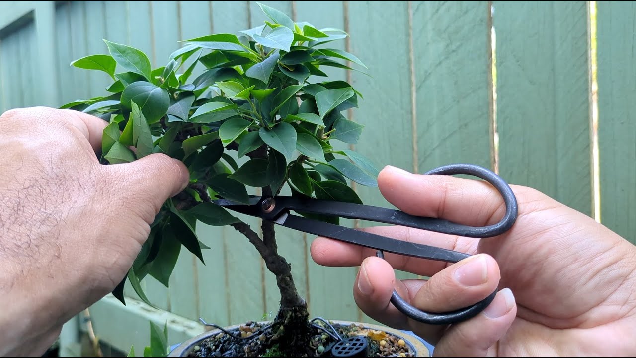 How to Prune and Defoliate Bougainvillea Bonsai #bonsai #pruningtips # ...