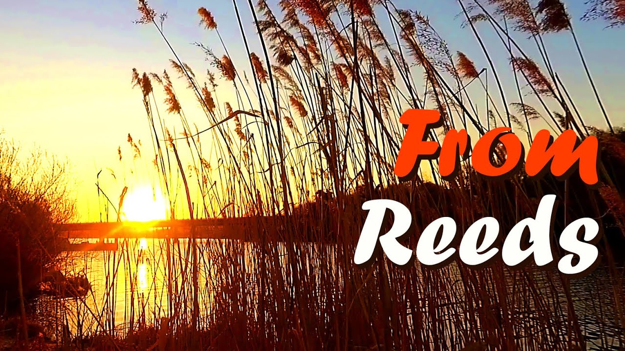 Rising sun hunter : from reed - YouTube