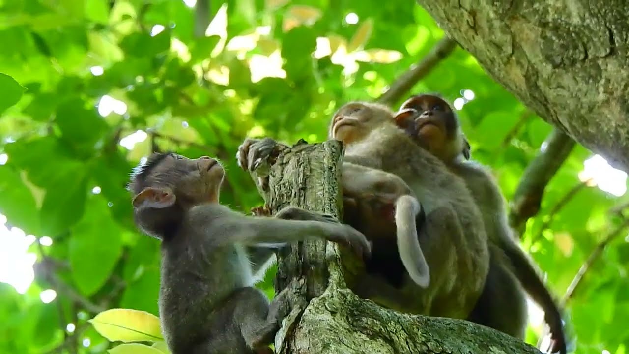 OMG! Cute baby monkey sister monkey blocking way looking for mother ...