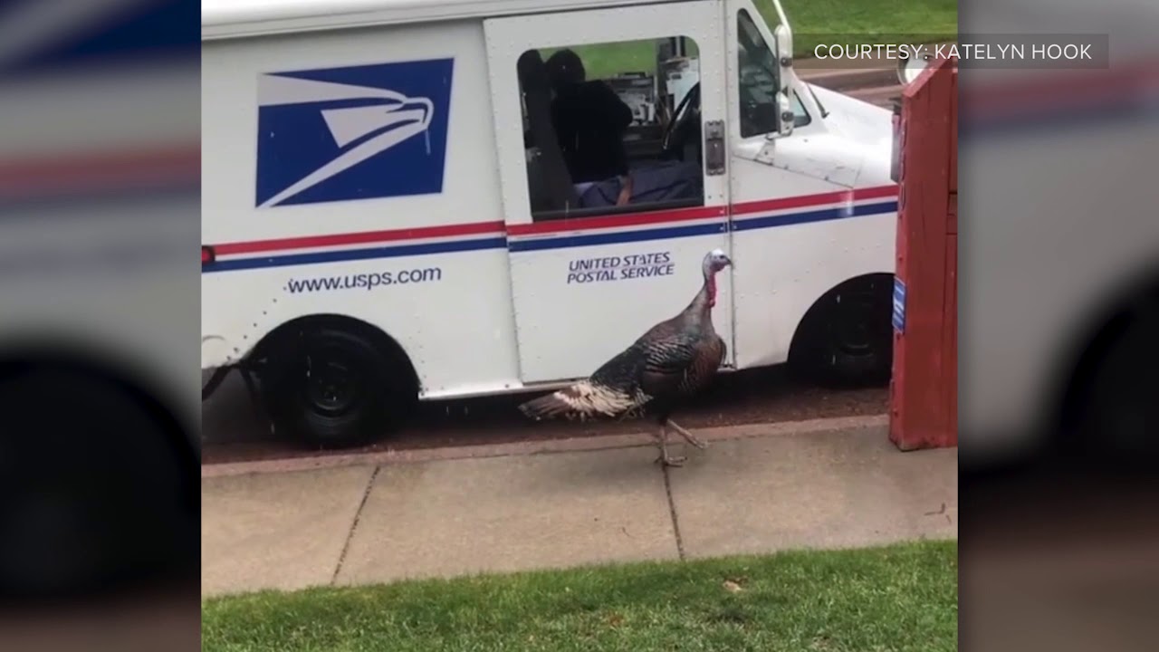 Watch this irrationally angry turkey harass a mail carrier - YouTube