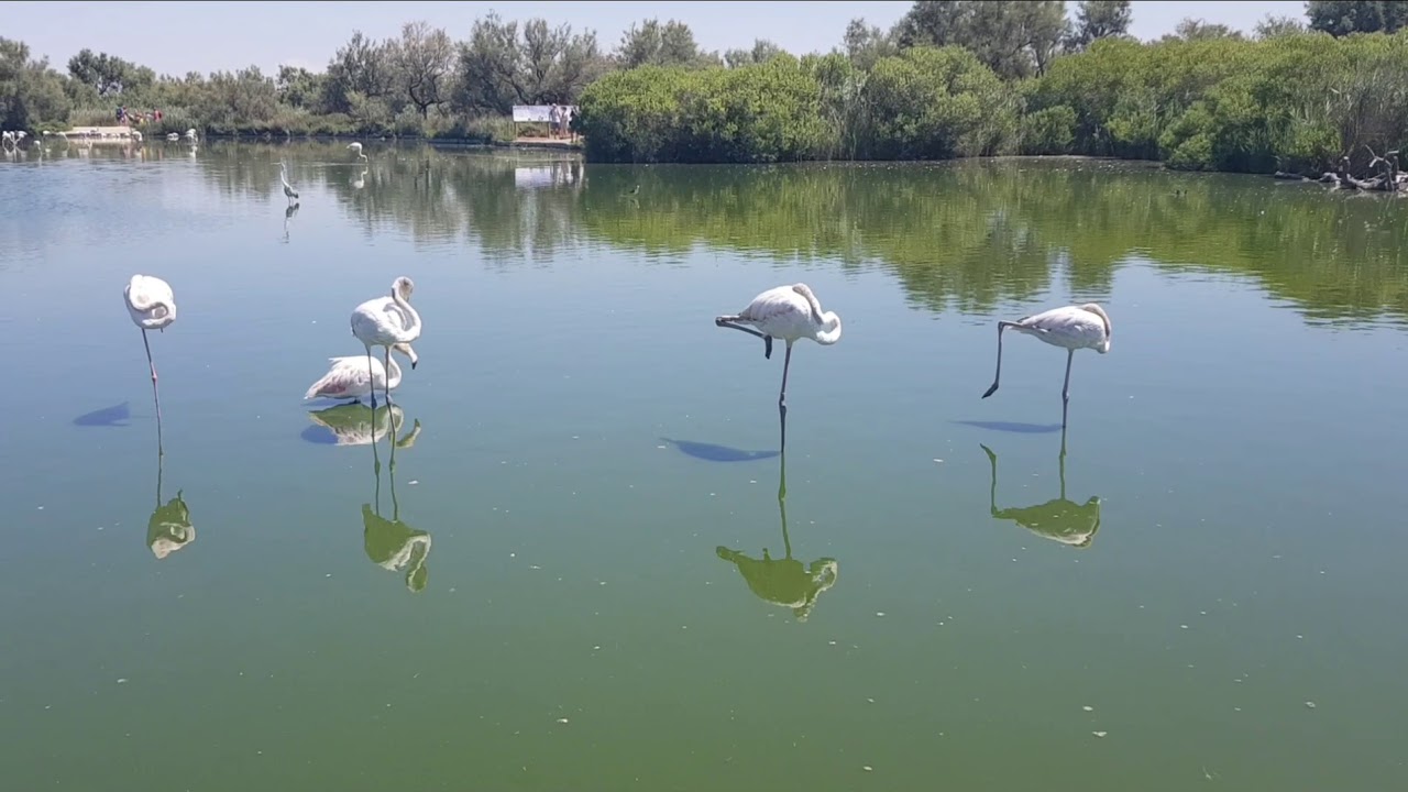 Camargue France - Rhone Delta - YouTube